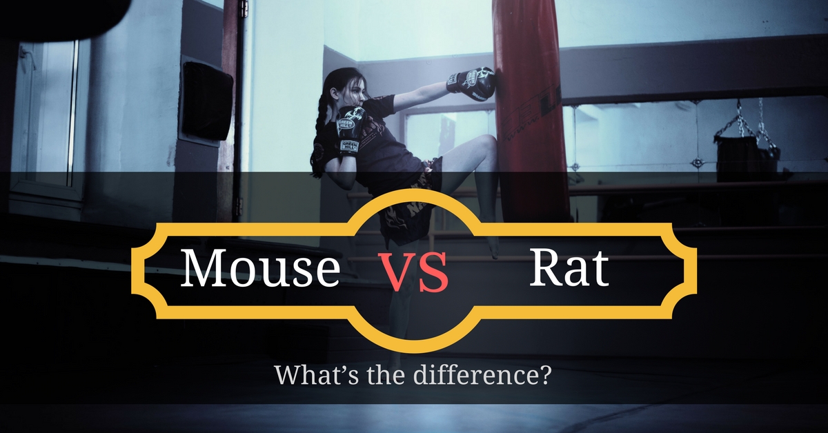 Mouse vs Rat: What’s the difference? - Pest Survival Guide