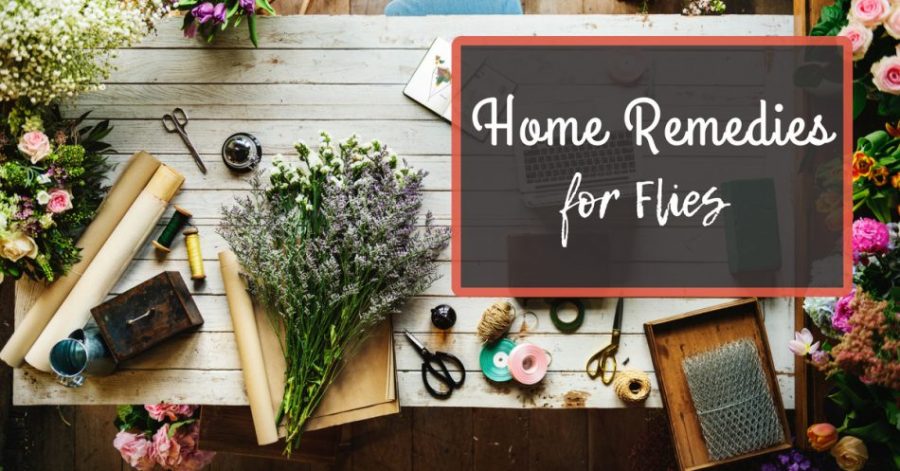 Home Remedies for Flies - Pest Survival Guide